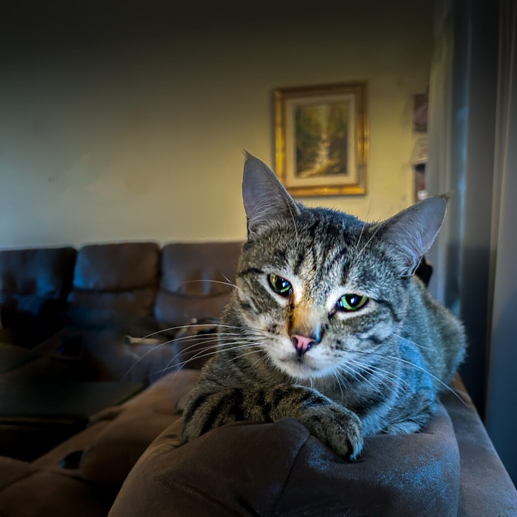 Seattle Remodels & Doors | Expert Craftsmanship from Burl